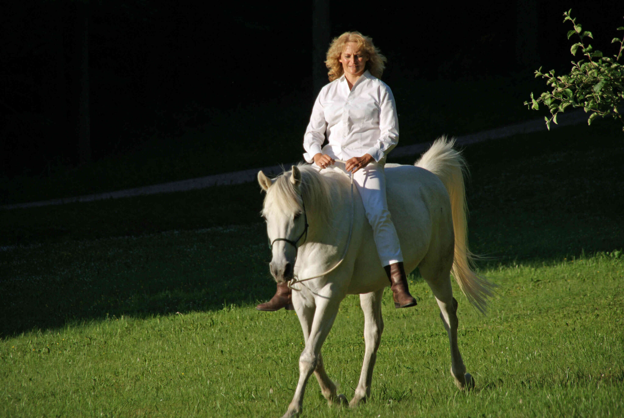 Pferdesprache-Guide - Horsemanship Academy