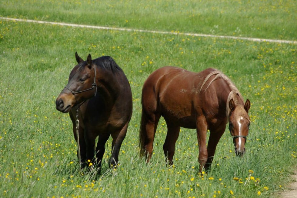 Horsemanship Academy | Pferdesprache macht's einfach!